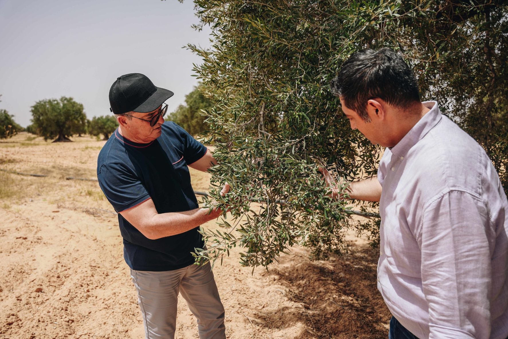 Weather-Resilient Olive Varietals Drive Optimism for CHO Group's Crop ...